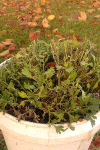 How To Keep Mums Alive After They Bloom - Saving Mums!