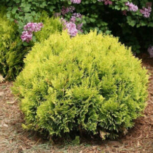 5 Beautiful Evergreens To Grow For Winter Interest In Your Yard!