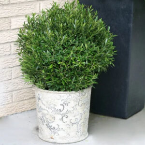 5 Beautiful Evergreens To Grow For Winter Interest In Your Yard!