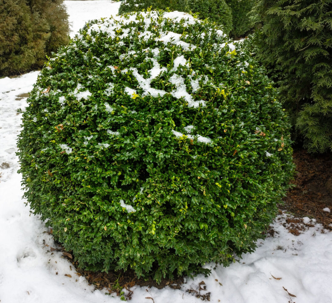 5 Beautiful Evergreens To Grow For Winter Interest In Your Yard!