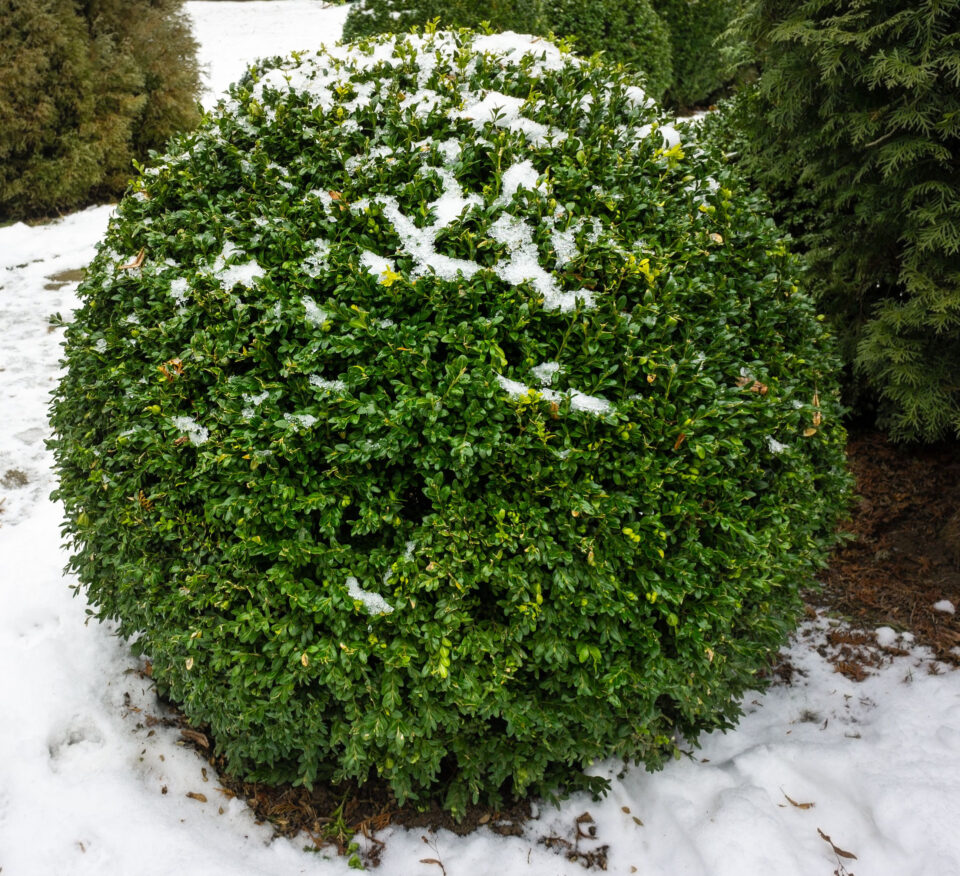 5 Beautiful Evergreens To Grow For Winter Interest In Your Yard!