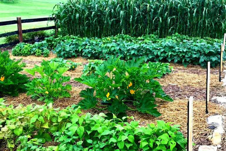 How To Create A No Till Raised Row Garden - Garden Easy!