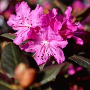 5 Beautiful Evergreens To Grow For Winter Interest In Your Yard!