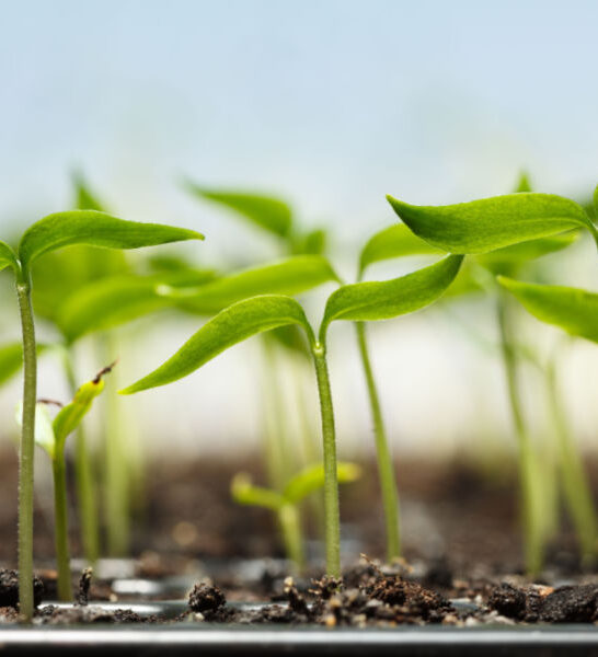 Seed Starting Light Stand Archives Old World Garden Farms Seed Starting Light Stand Archives Old World Garden Farms