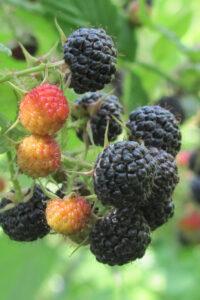 Black Raspberry Jam Recipe - Old World Garden Farms