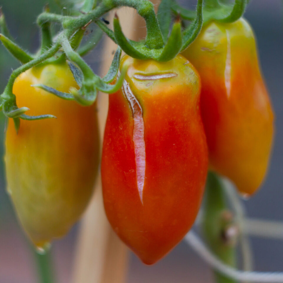 How To Keep Tomatoes From Splitting! 3 Simple Secrets That Work