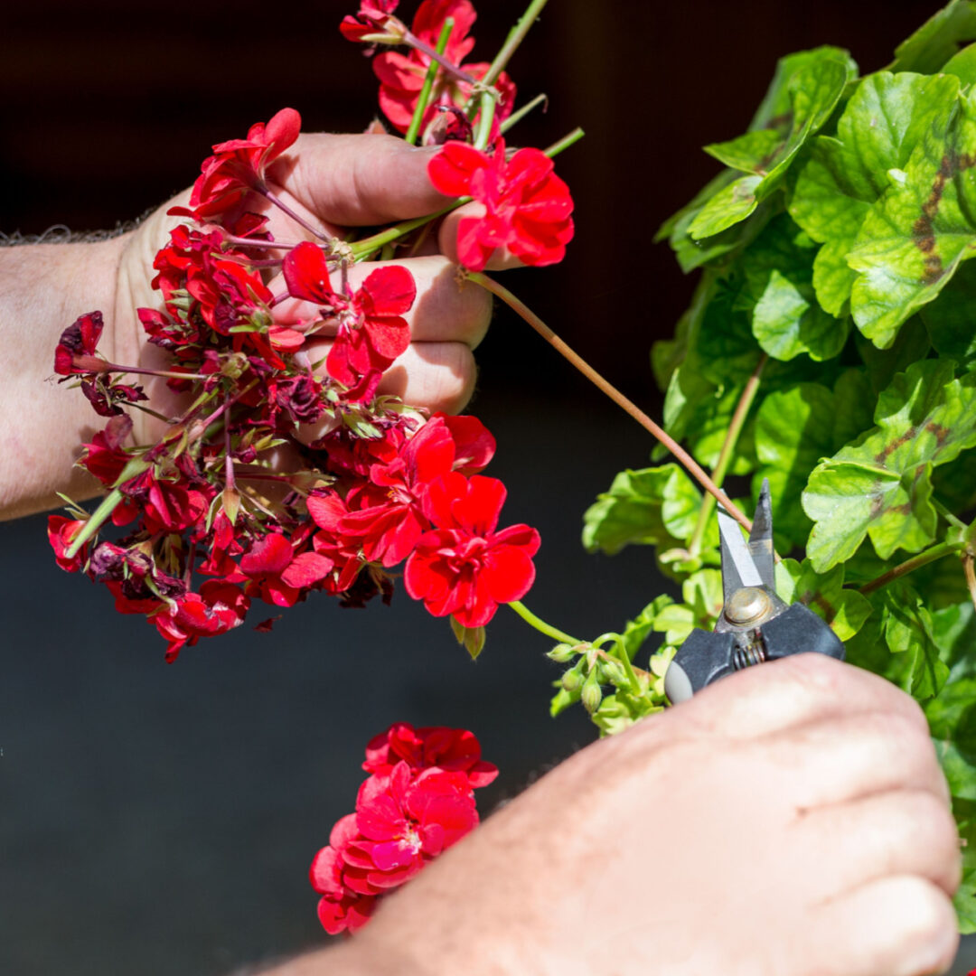 The Best Way To Fertilize Geraniums - Keep Geraniums Blooming!