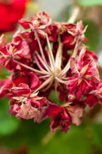 The Best Way To Deadhead Geraniums - How To Cut Back Blooms