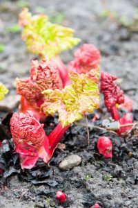 How To Plant And Grow Rhubarb - And Safely Harvest It Too!
