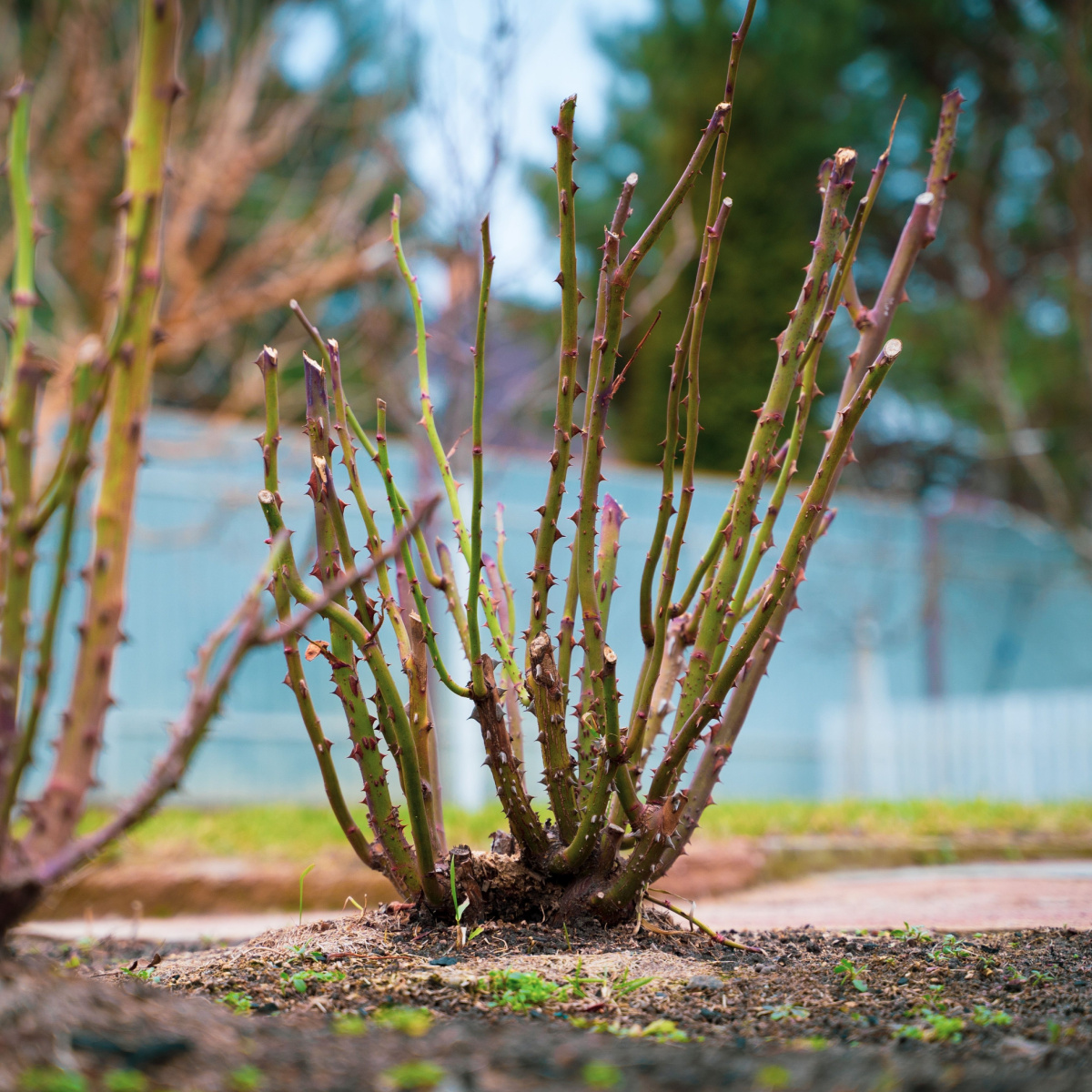 How To Prune Rose Bushes Before Spring - Get Roses To Bloom!