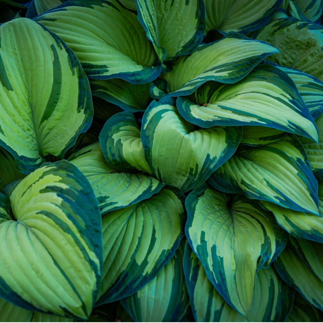 Fertilizing Hostas - How To Keep Hosta Leaves Healthy & Strong!
