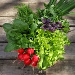 5 Seed Crops To Plant Early - How To Get Growing In Early Spring!