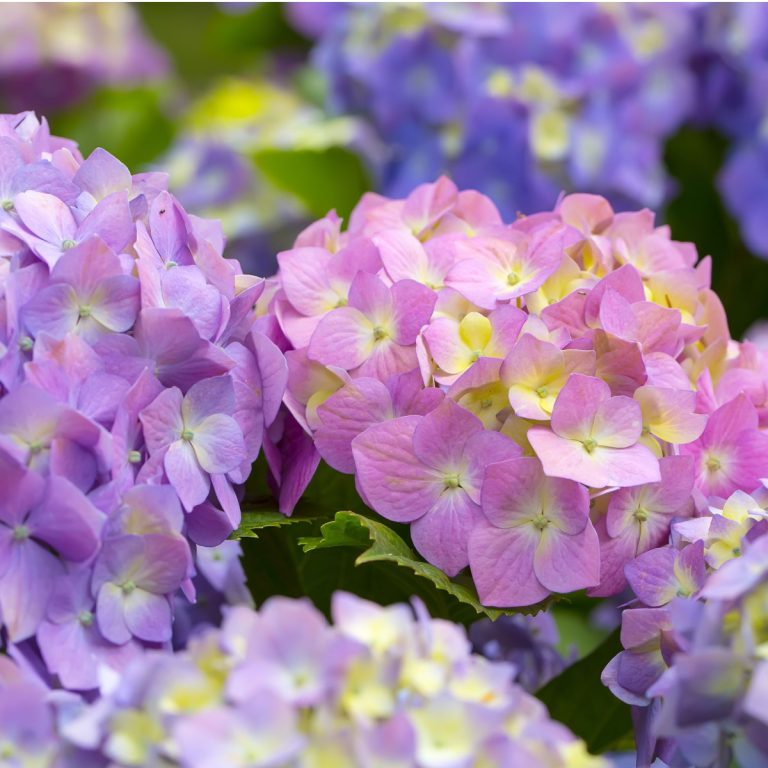 When To Fertilize Hydrangeas - How To Get Big Blooms This Year!