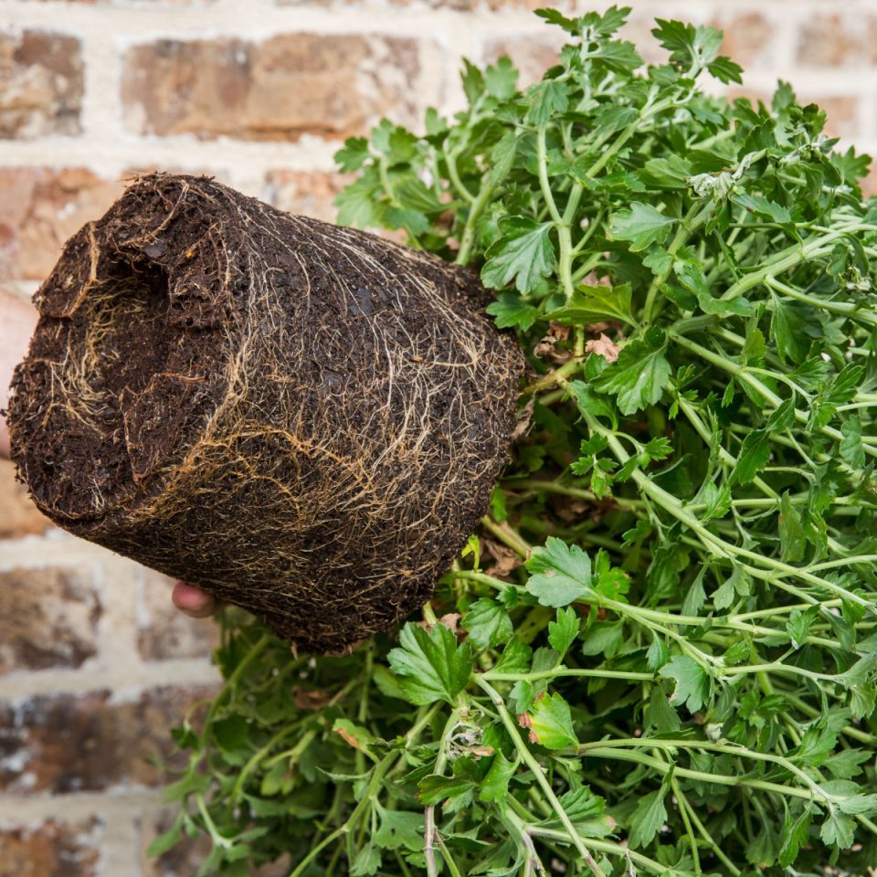 How To Keep Mums Alive After They Bloom - Saving Mums!