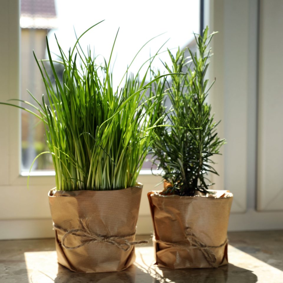 6 Herbs You Can Grow Inside On A Windowsill - All Winter Long!