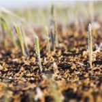 How To Winter Seed A Lawn - The Secret To Lush Grass Next Year