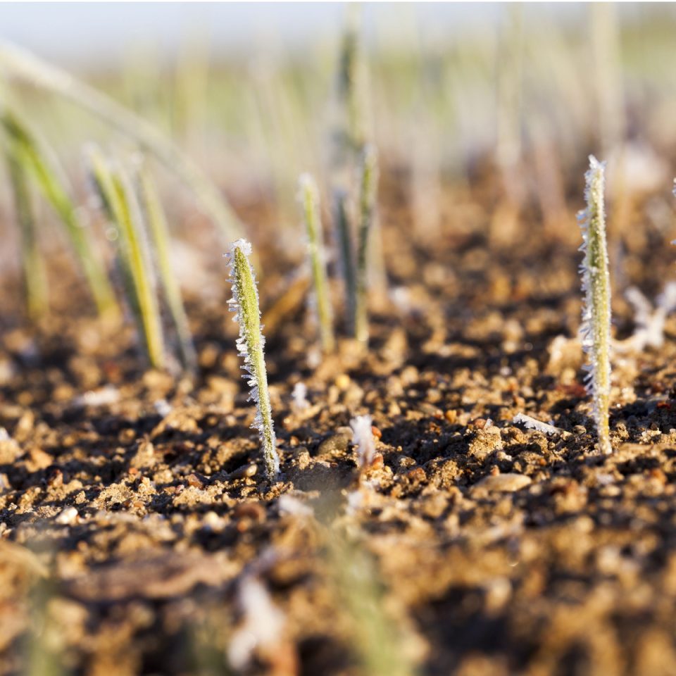 How To Winter Seed A Lawn - The Secret To Lush Grass Next Year
