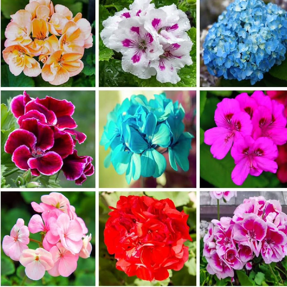 How To Start Geraniums From Seed Indoors - And Save Big!