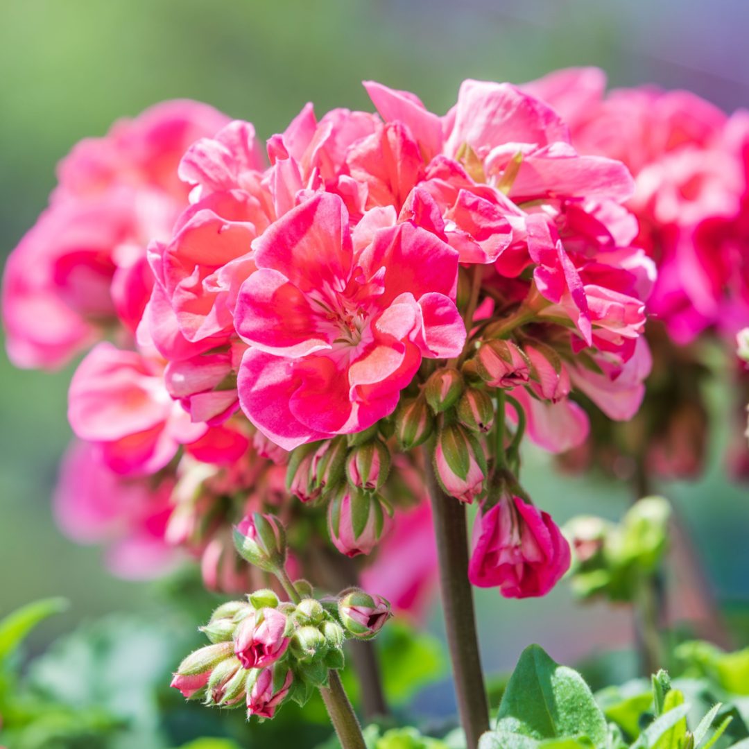 How To Start Geraniums From Seed Indoors - And Save Big!