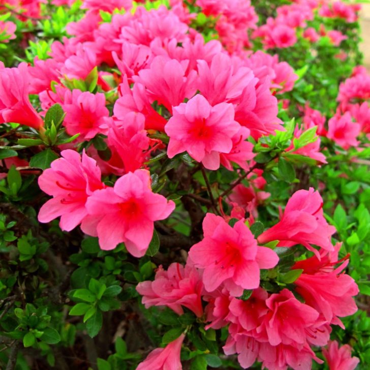 How To Fertilize Azaleas Before Spring - Get Bigger Blooms!