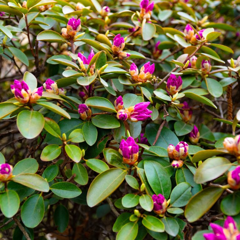 How To Fertilize Azaleas Before Spring - Get Bigger Blooms!