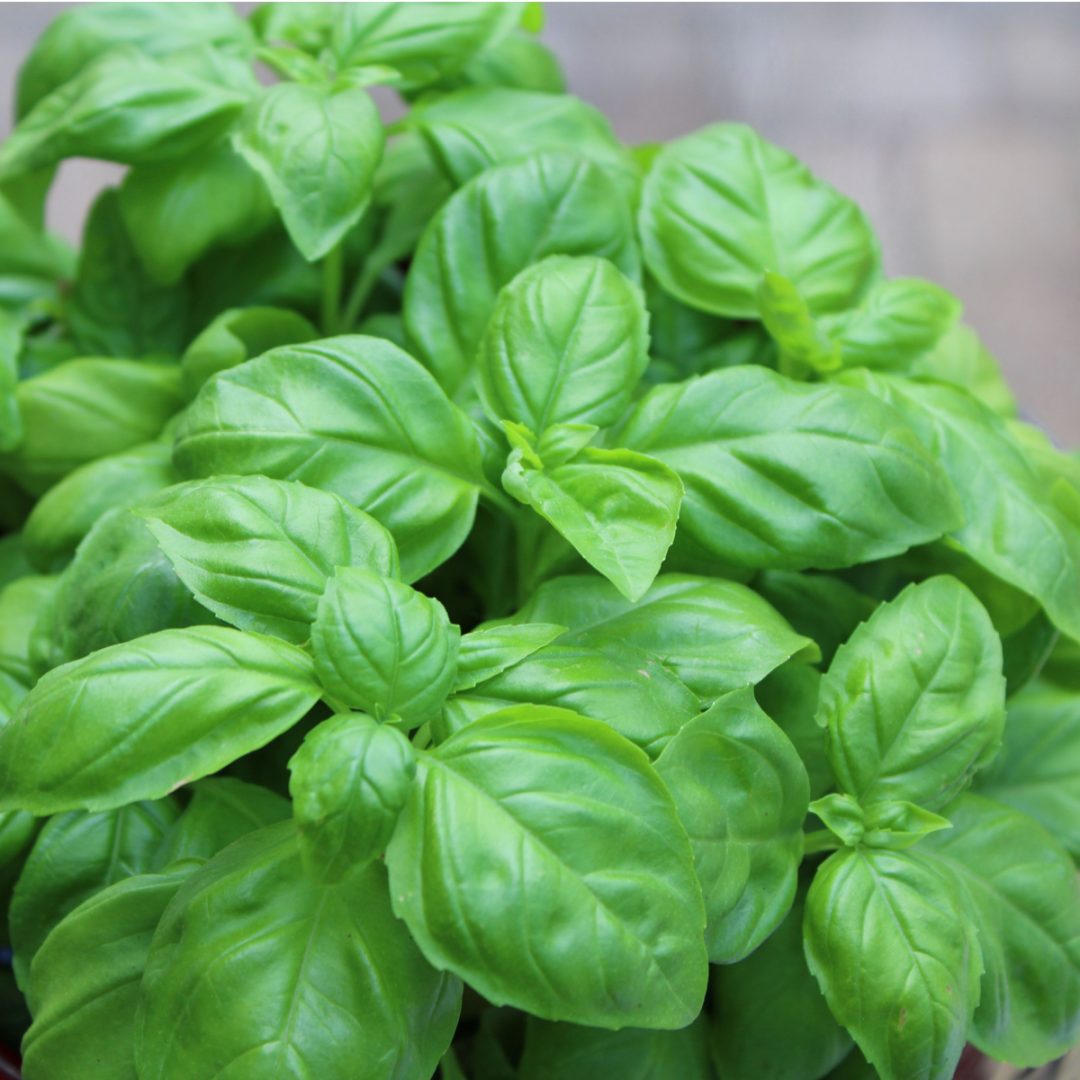 How To Plant Basil Together With Tomatoes - And Why To Try It!
