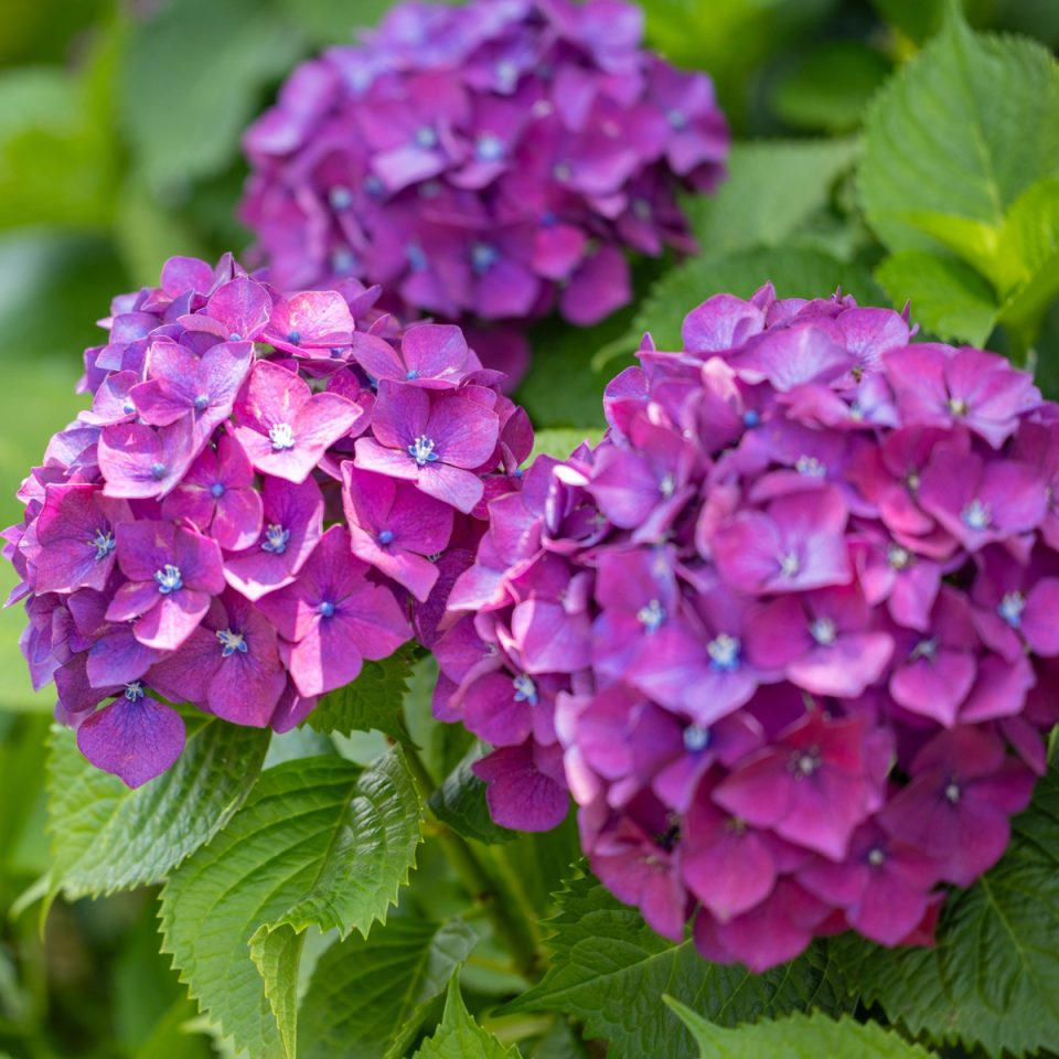 What To Do With Hydrangeas In The Spring - 3 Tips To Big Blooms!