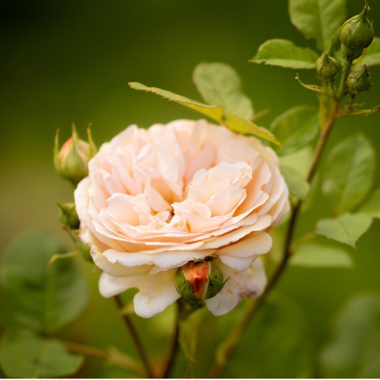 When & How To Fertilize Rose Bushes For Bigger & Better Blooms!
