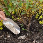 When & How To Fertilize Rose Bushes For Bigger & Better Blooms!