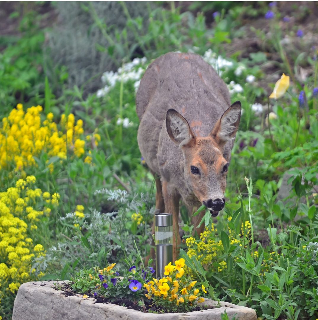 The Best Deer Resistant Annuals For Pots & Containers