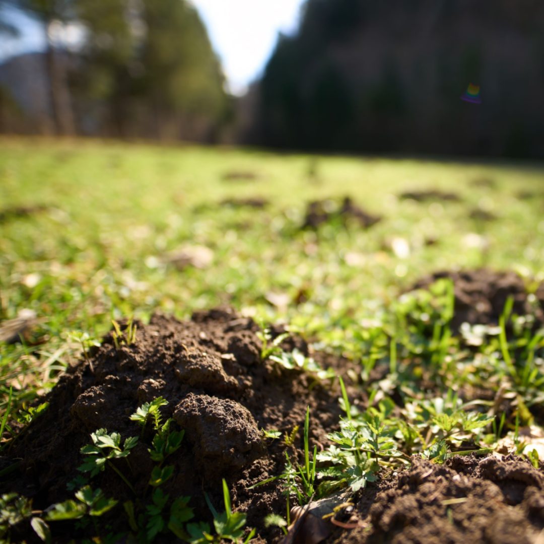 One Simple Trick To Stop Ground Moles & Grubs - All At Once!