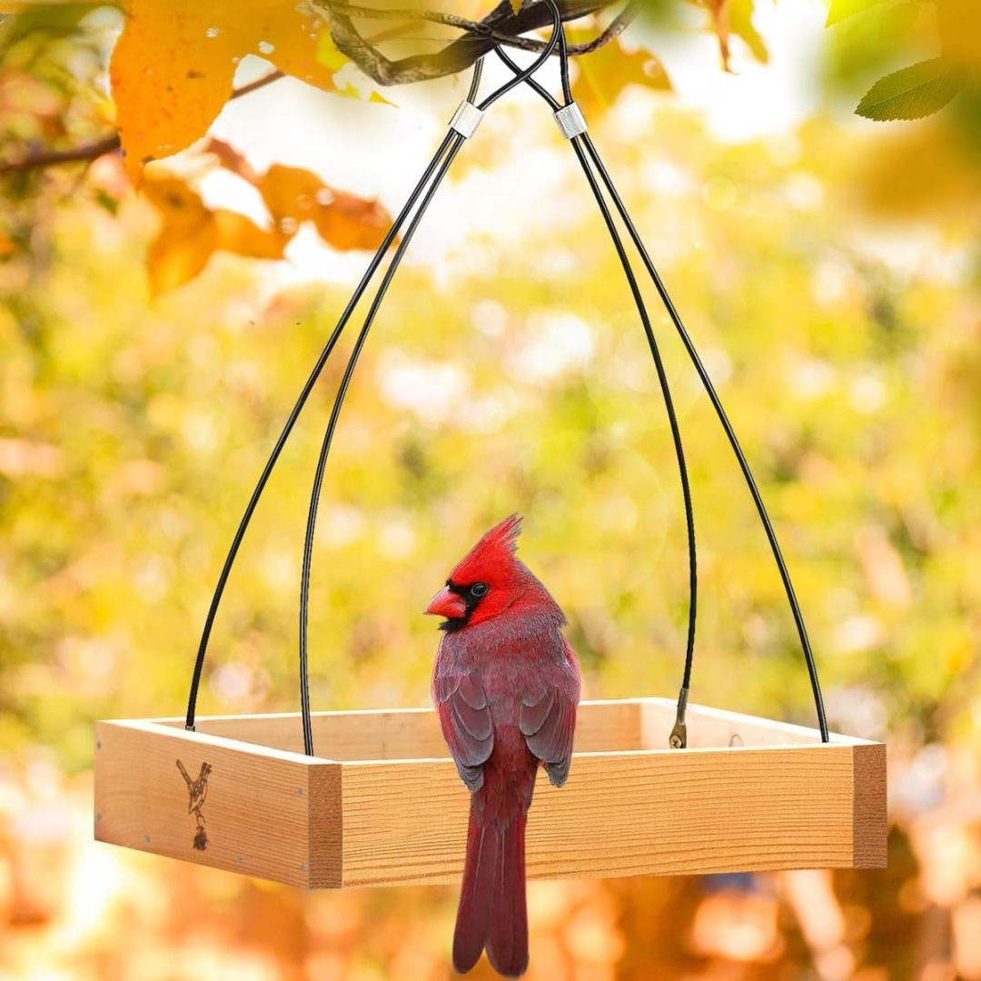 How To Attract & Feed Cardinals In Spring - And Help Your Garden!
