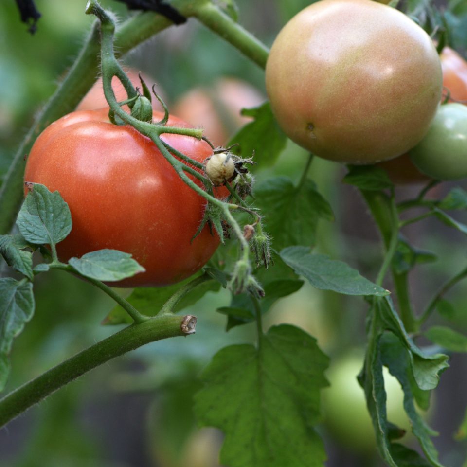 The Best Way To Ripen Tomatoes - And It's Not On The Vine!