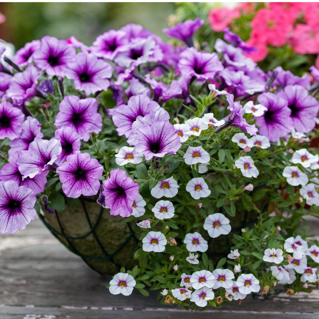 2 Quick & Easy Ways To Revive Worn Out Hanging Baskets - Fast!