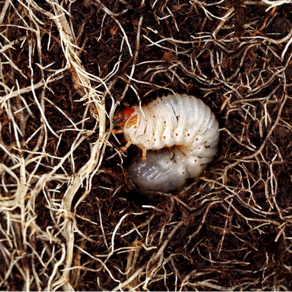 How To Stop Grubs - And Get Rid Of Ground Moles Forever!