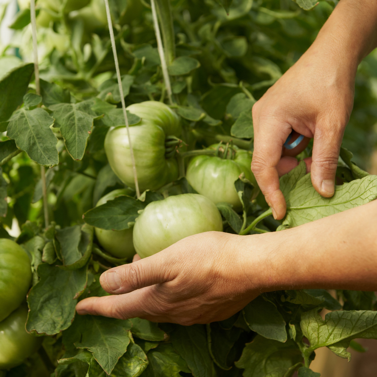 A Simple Way To Tie Up Tomato Plants - Easy, Fast - And Cheap!